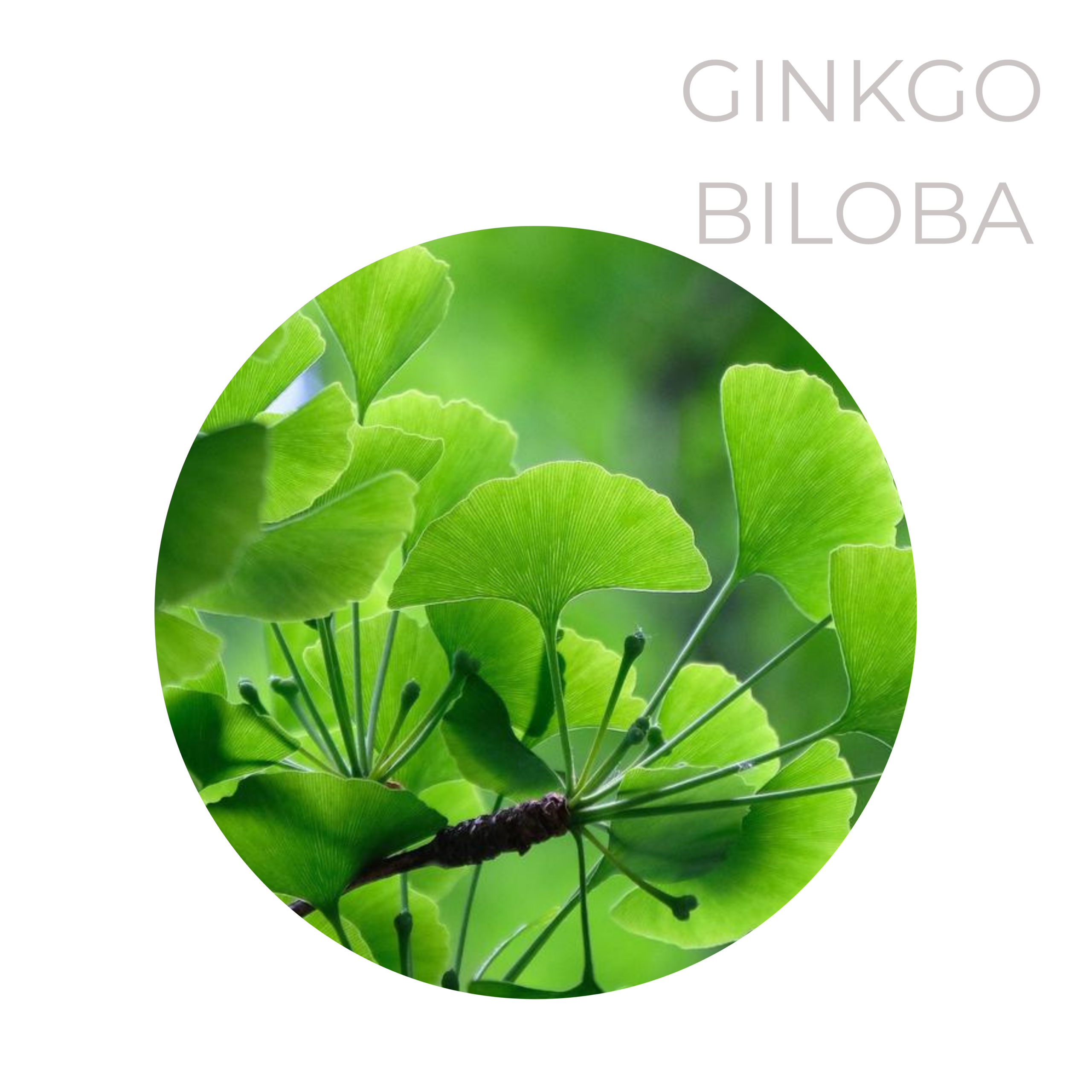 Τζίνγκο Μπιλόμπα (Ginkgo Biloba) Βότανο - Herbal Pharmacy